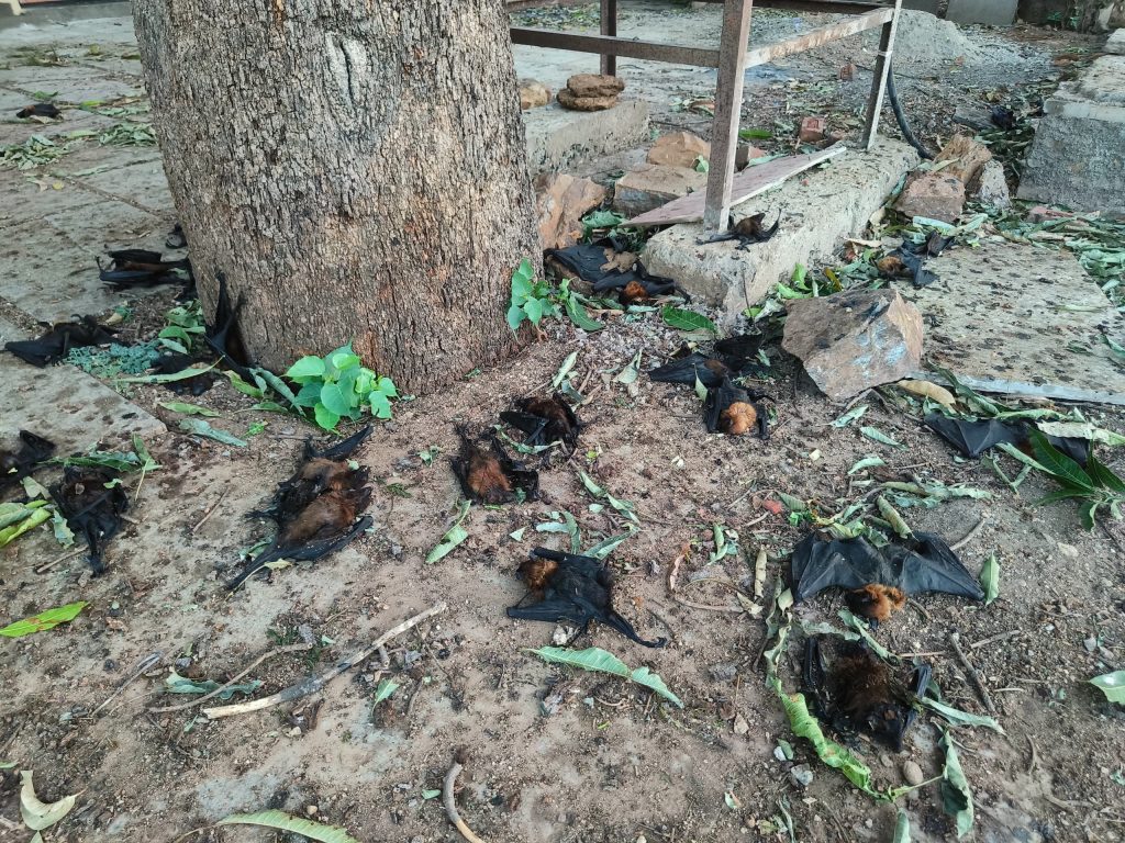Can India save its fruit bats from the rising heat? | Dialogue Earth