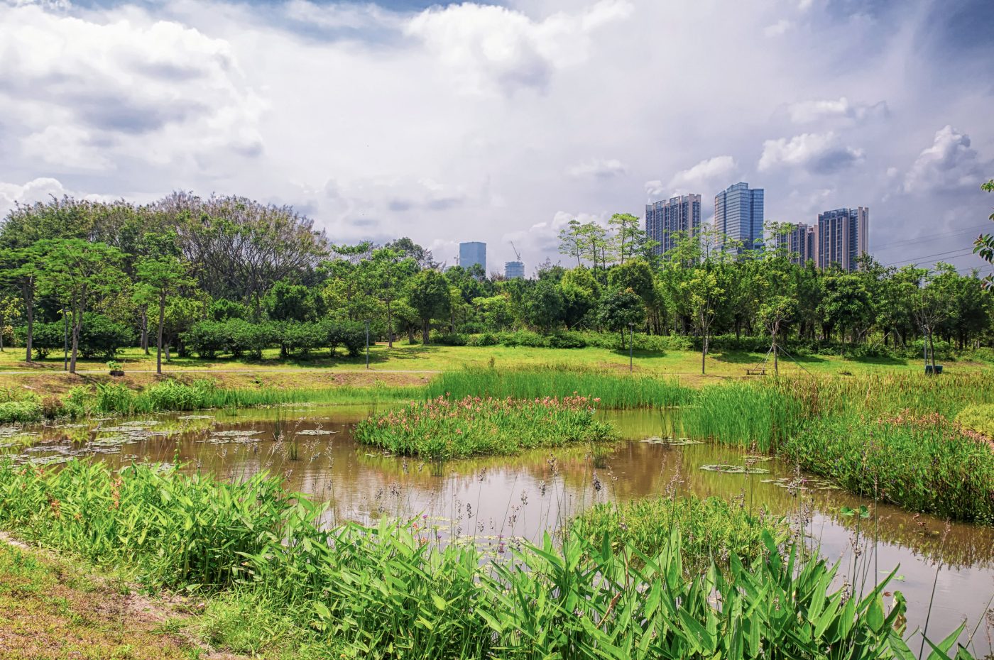 Shenzhen: How China’s most ‘futuristic’ city restored its mangroves