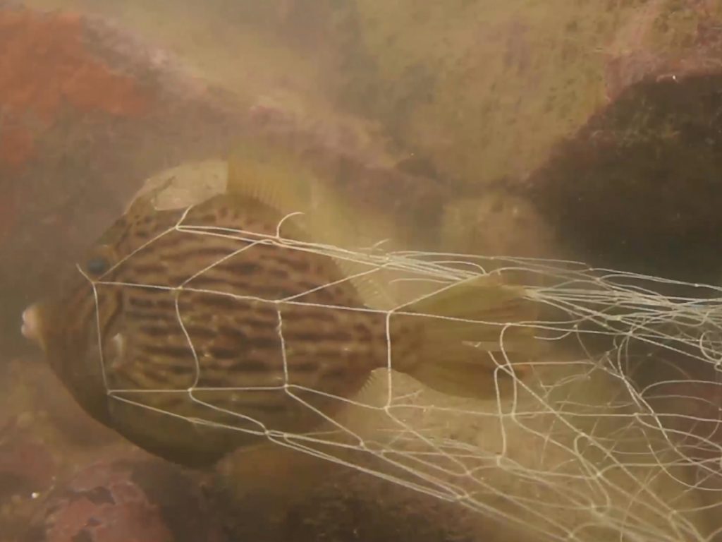 How to stop net dumping in China’s largest fishing ground | Dialogue Earth