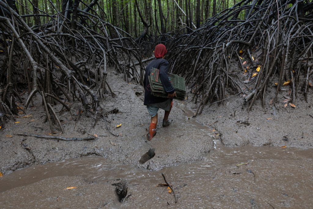 Thailand turns to mangrove carbon credits despite scepticism