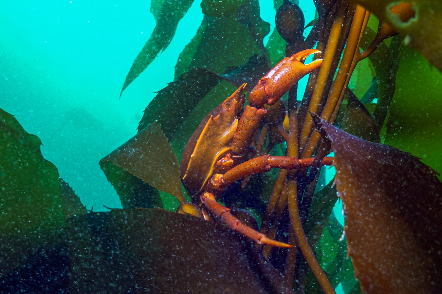 Peru’s underwater kelp forests are an ecosystem under threat