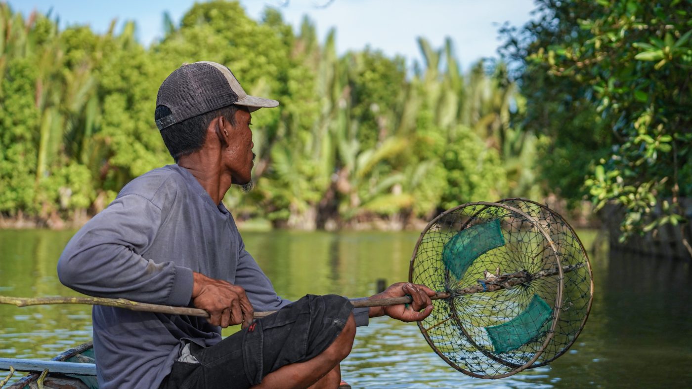 A tipping point for mangrove restoration and shrimp farming in ...