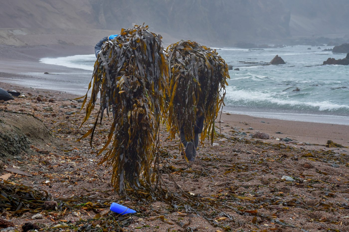 Los bosques submarinos de algas gigantes del Perú, un ecosistema amenazado
