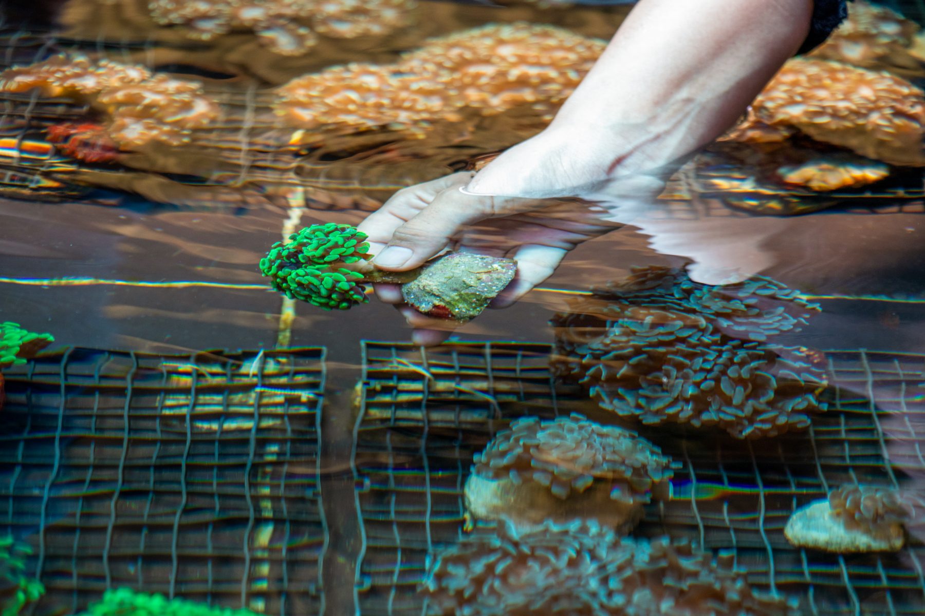 Paying back the sea: A Balinese fisher’s tale