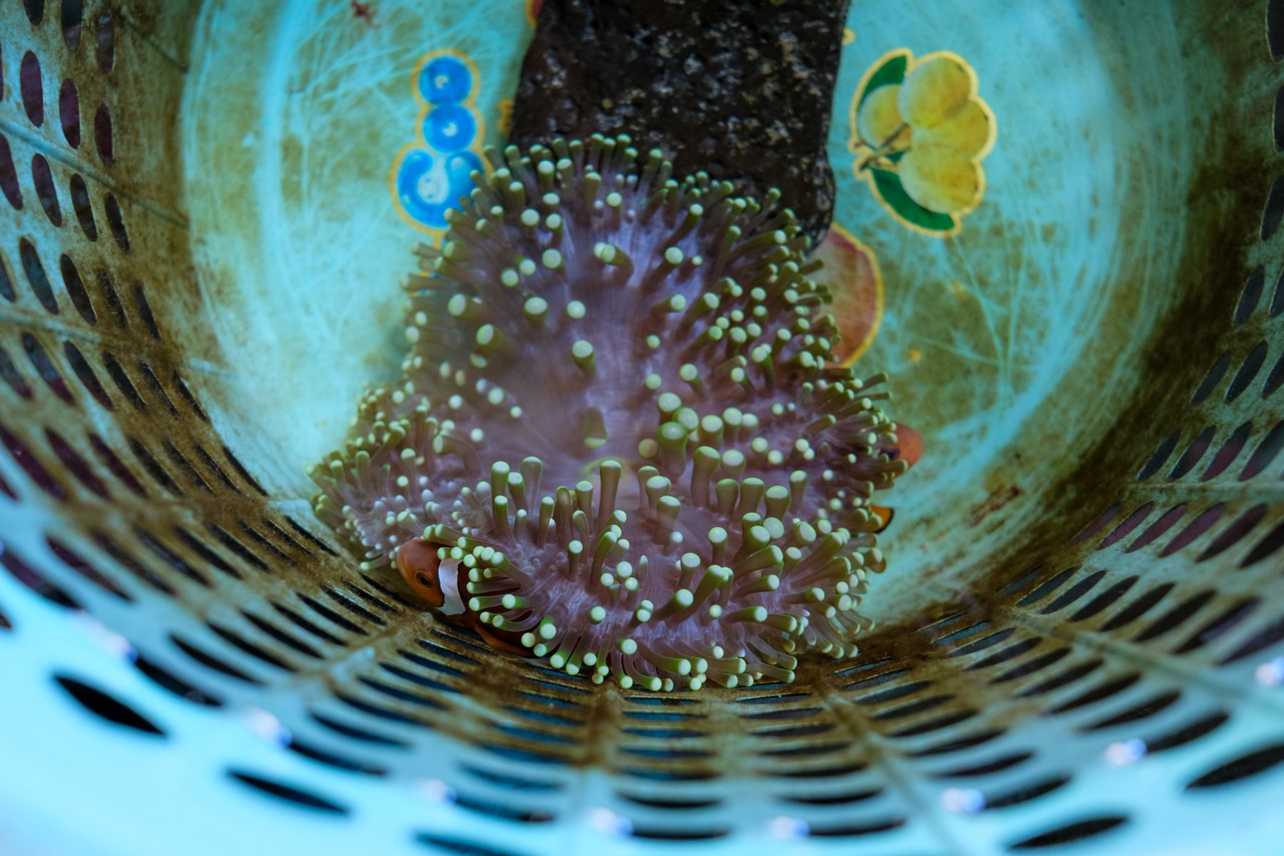 Paying back the sea: A Balinese fisher’s tale