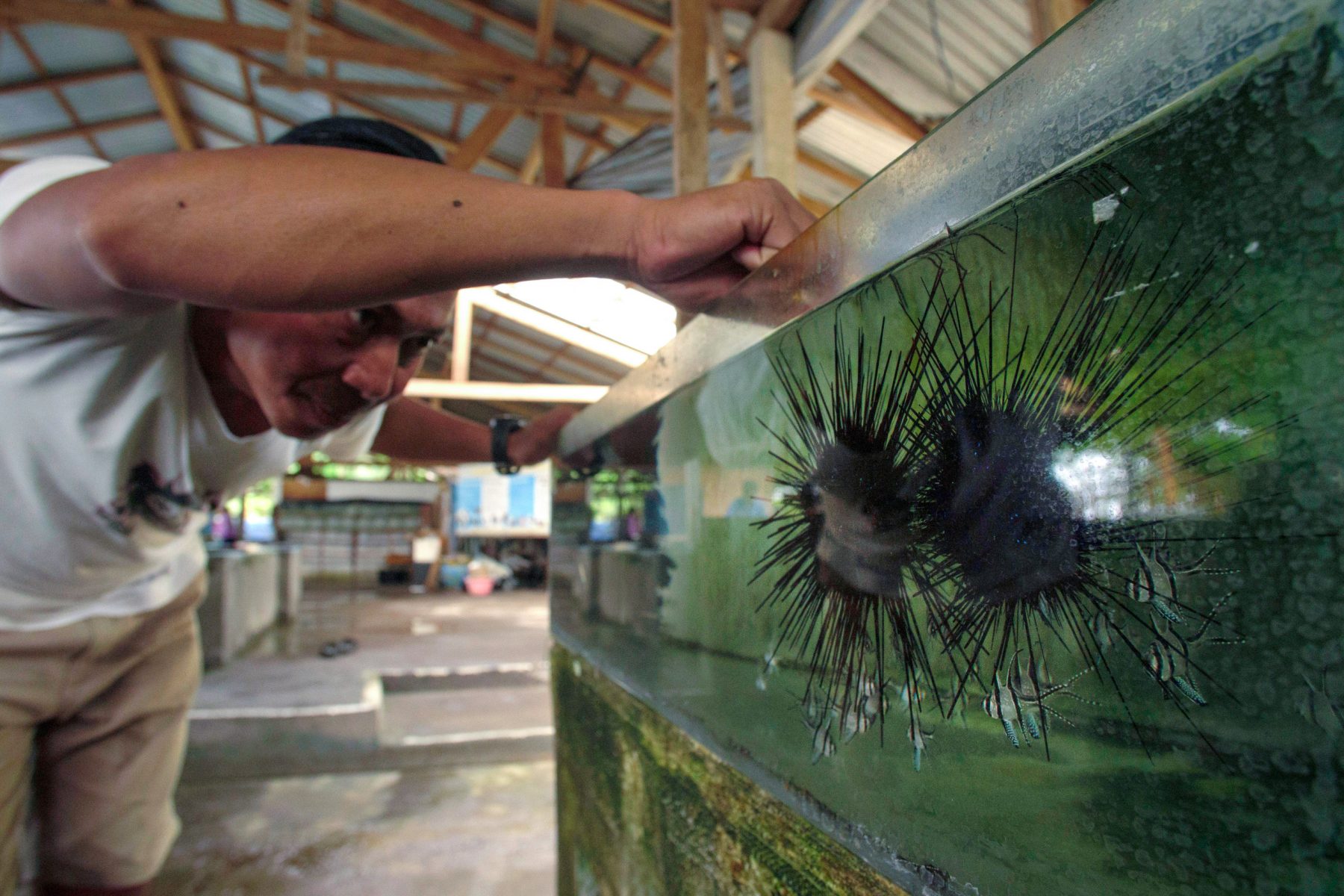 Paying back the sea: A Balinese fisher’s tale