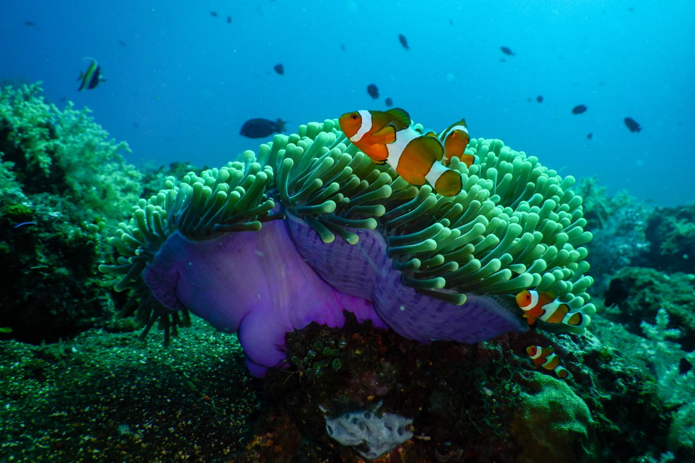 Paying back the sea: A Balinese fisher’s tale