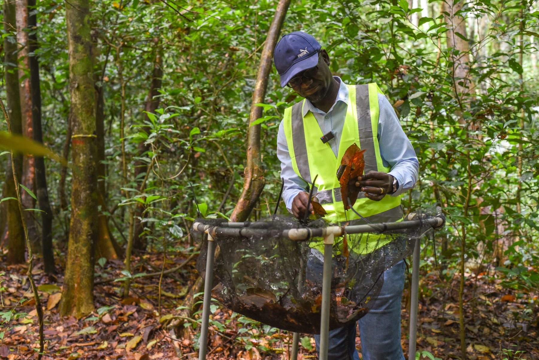 How is climate change impacting Ghana’s tropical forests?