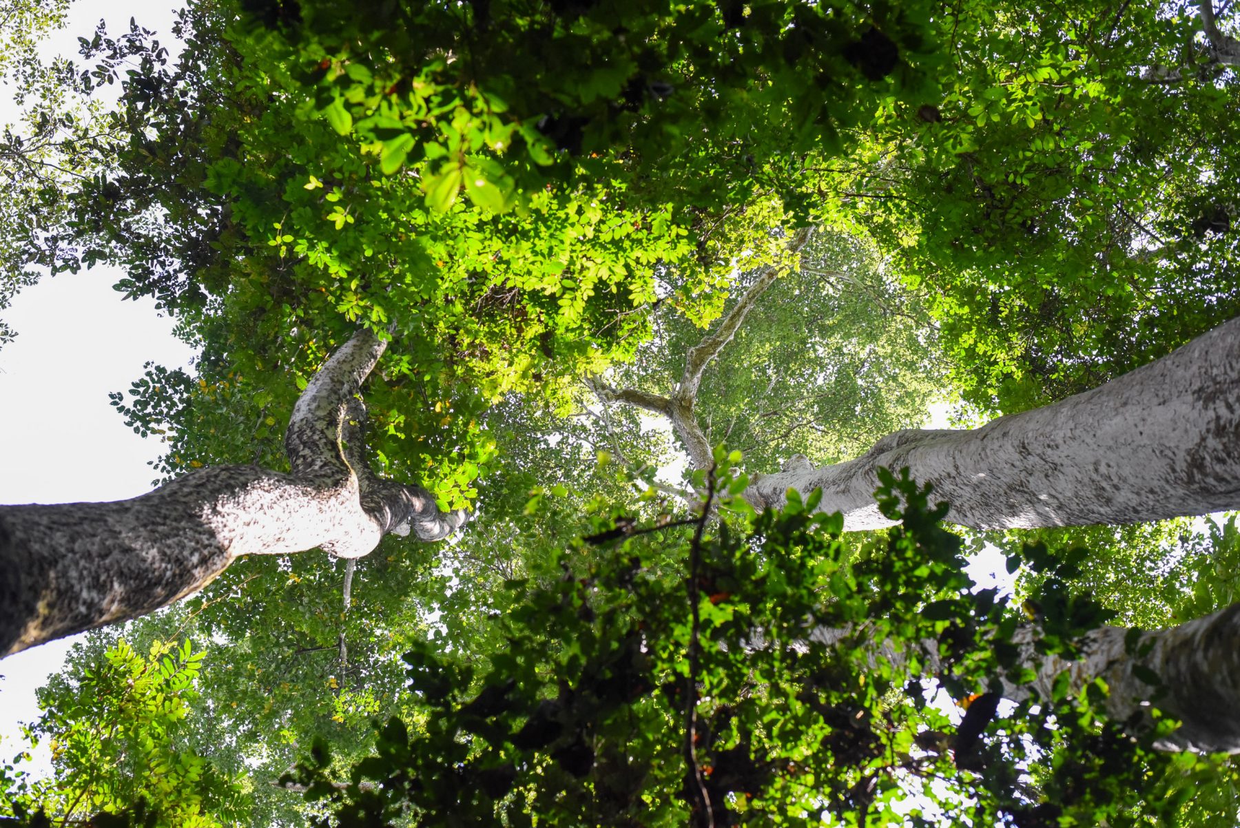 How is climate change impacting Ghana’s tropical forests?