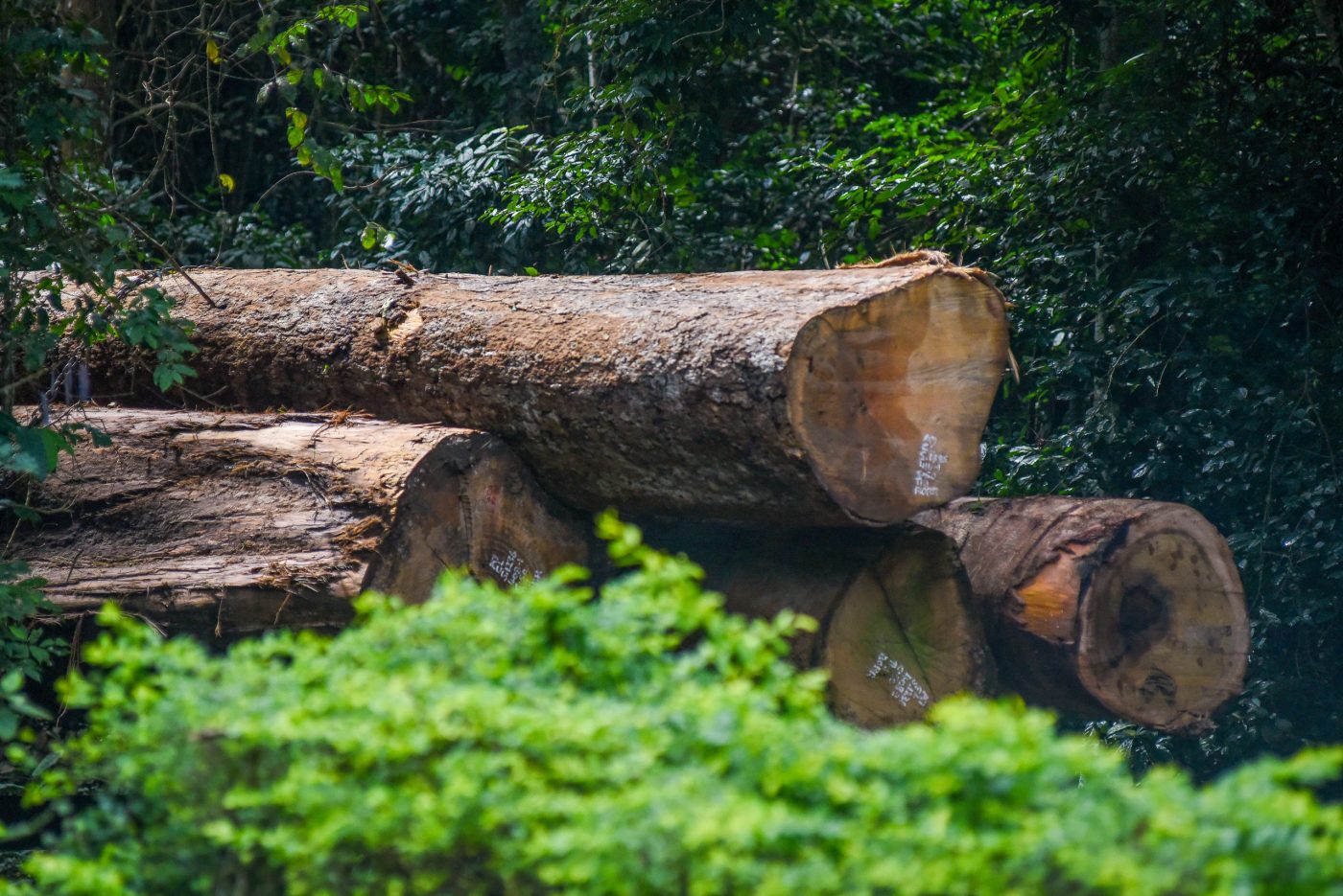 How is climate change impacting Ghana’s tropical forests?