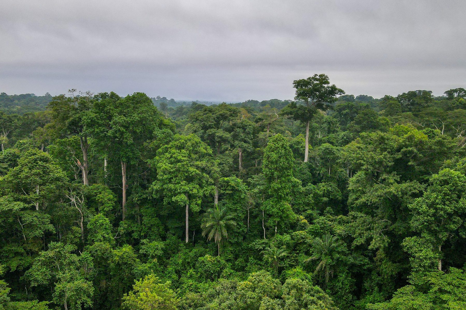 How is climate change impacting Ghana’s tropical forests?