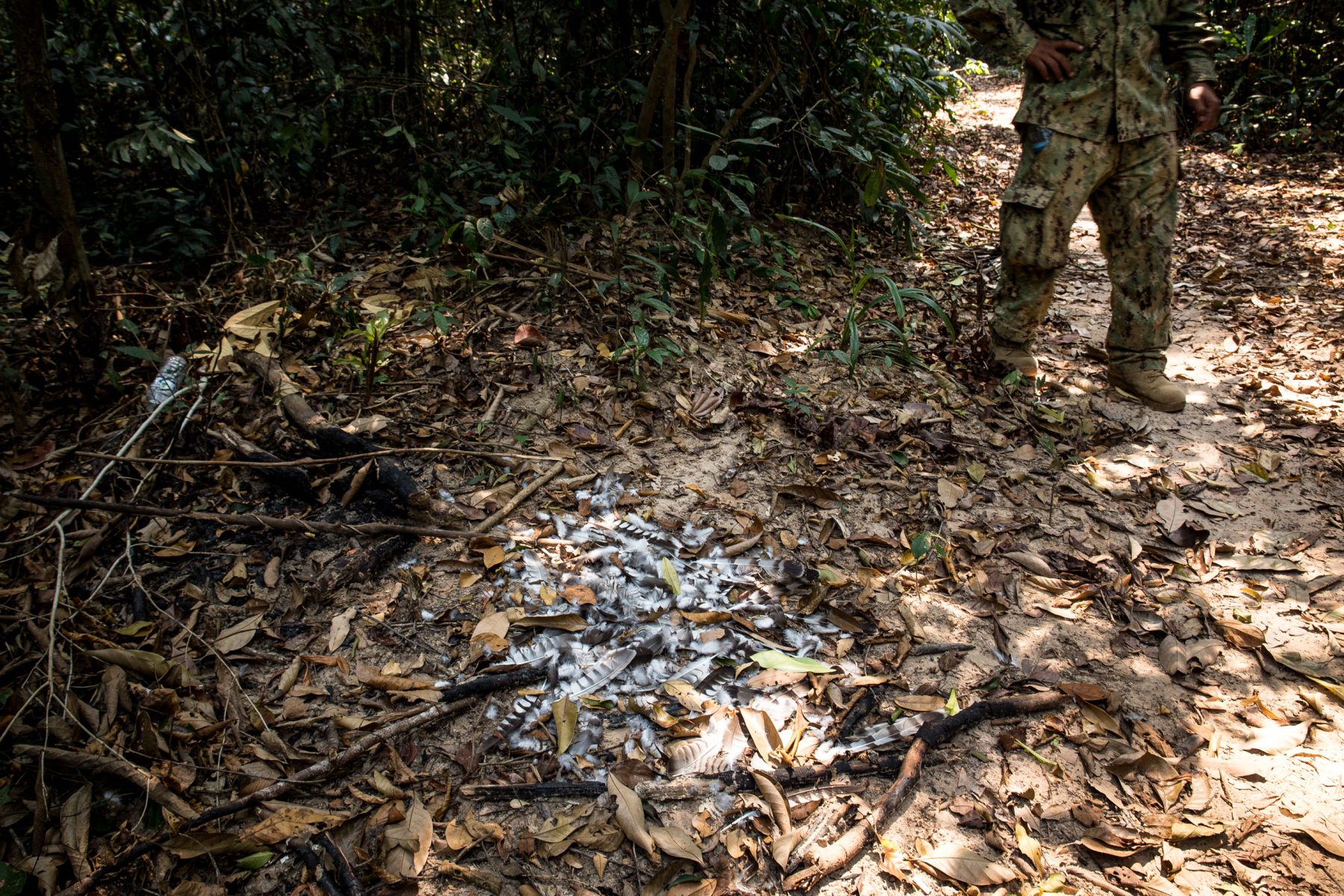 Bird hunting in Cambodia driven by poverty and lax enforcement