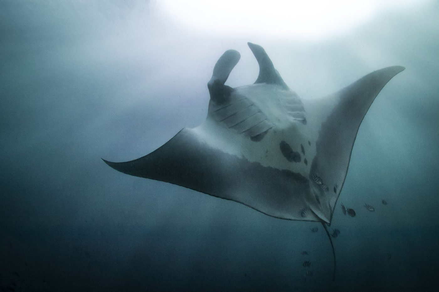 Marine conservation lessons from Mozambique