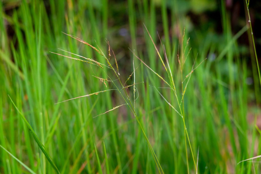 In Vietnam’s Mekong Delta, elusive ‘ghost rice’ holds key to climate ...