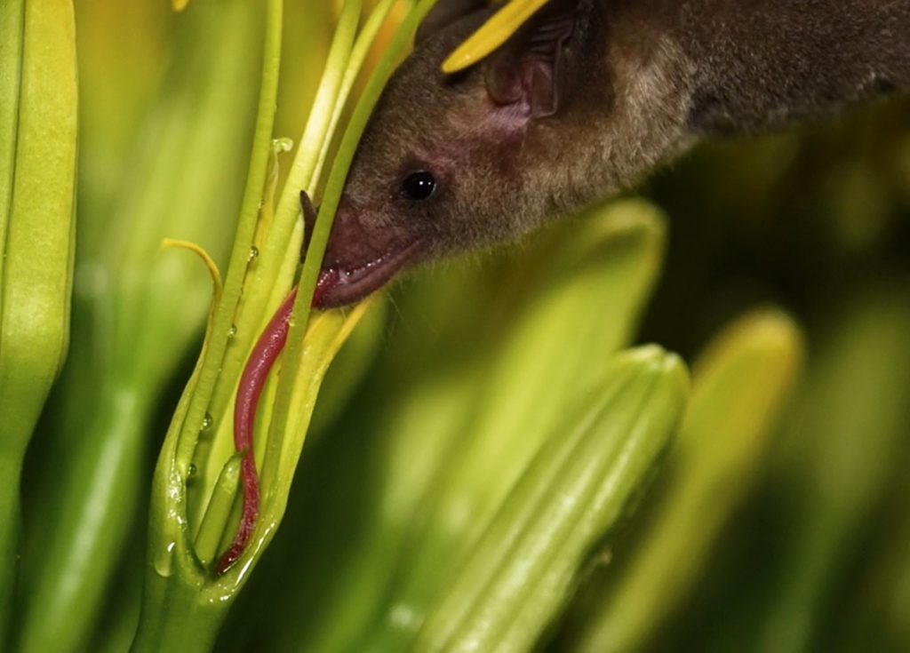 Bats and the boom: Mexico’s destructive mezcal growth