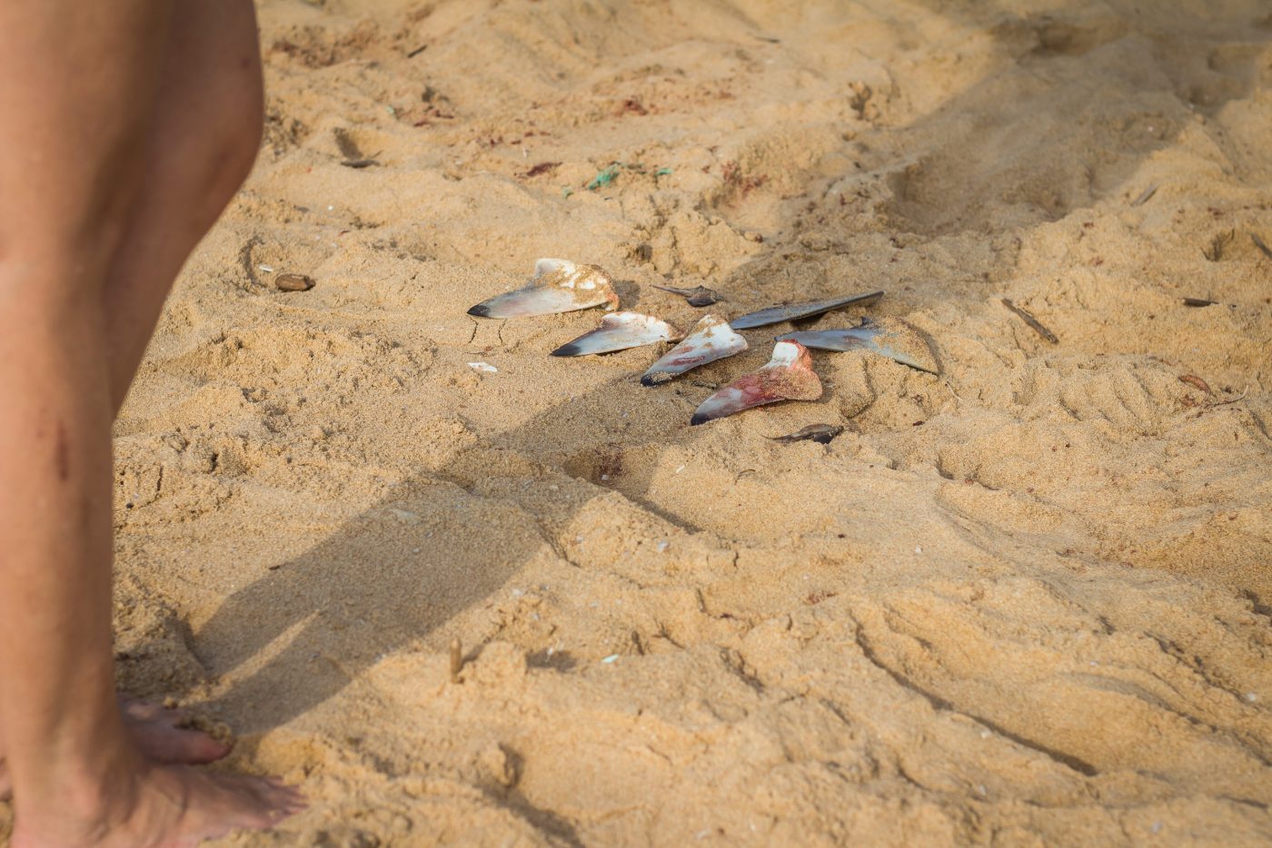 Marine conservation lessons from Mozambique