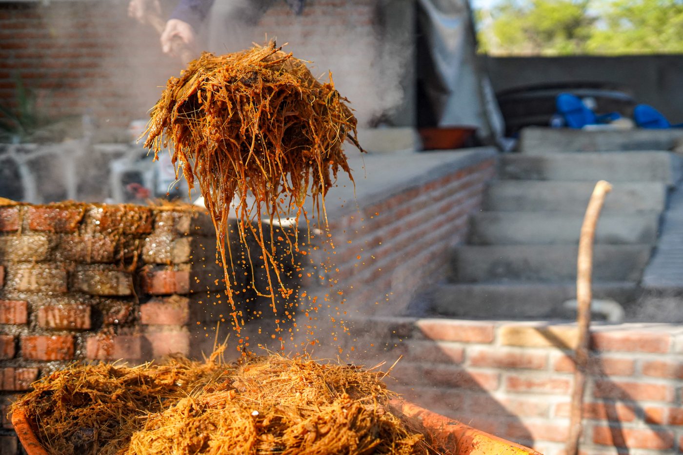 Bats and the boom: Mexico’s destructive mezcal growth