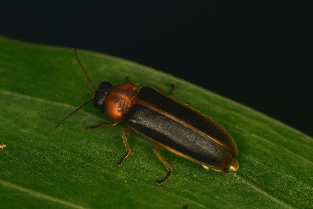 Fireflies: A Chinese story of love and loss | Dialogue Earth