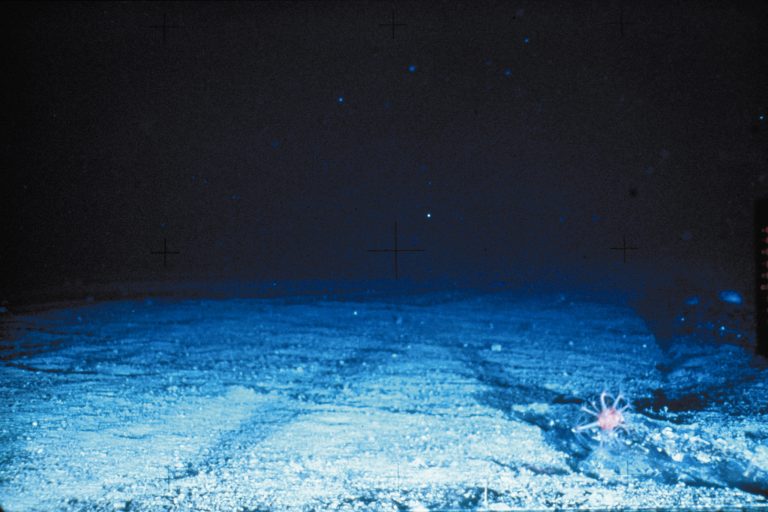 Inside the battle over trawling a 200-year-old deep-sea fish | Dialogue ...