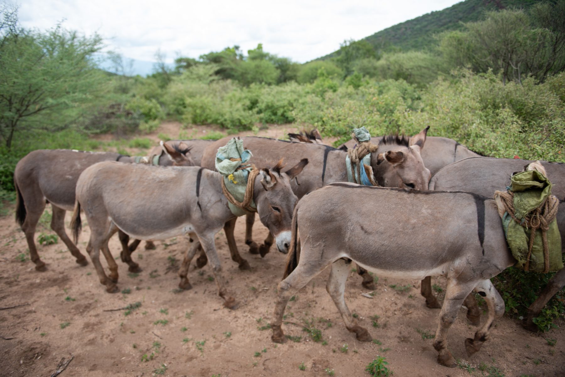 The hunter-gatherer community fighting to protect its way of life in ...