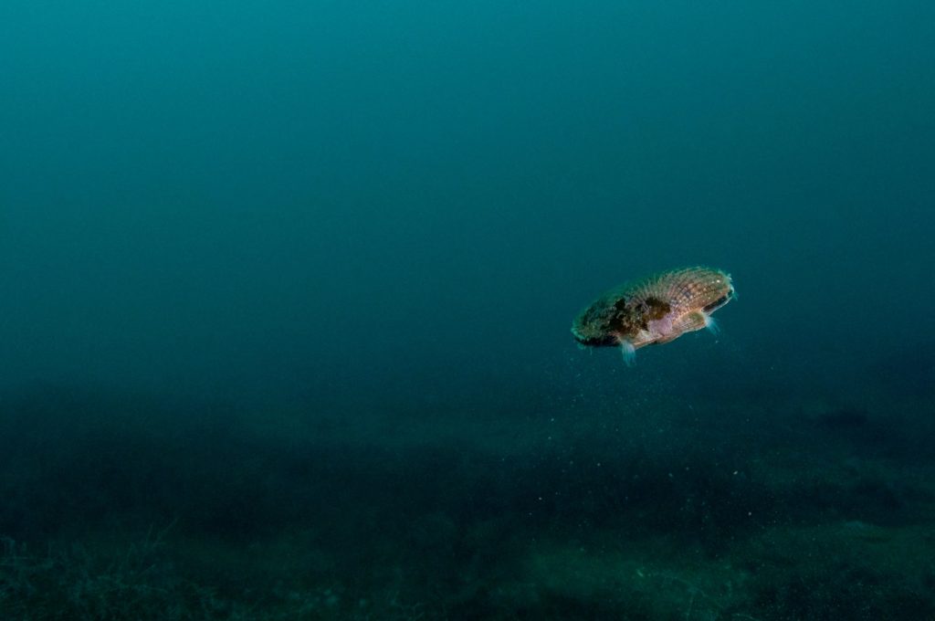 Explainer: The latest science on ocean acidification