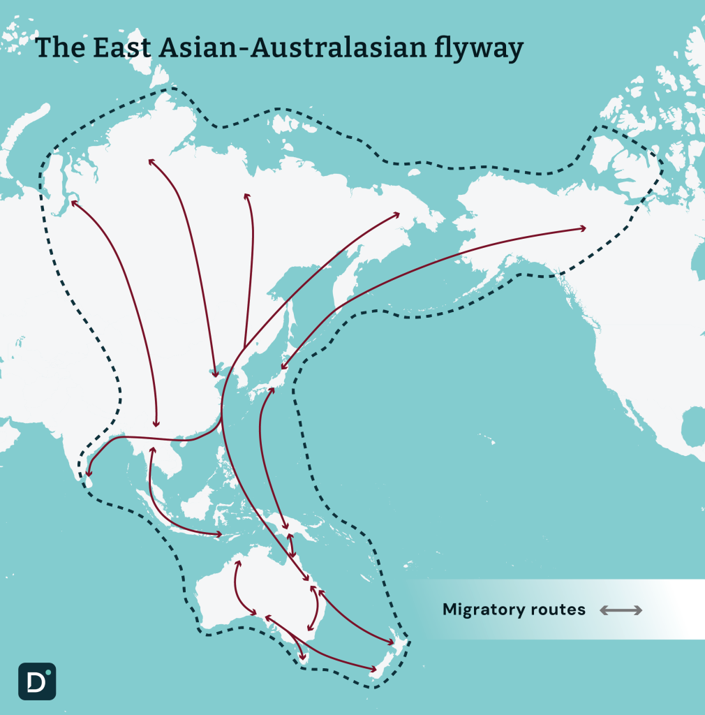 China’s wind farms can protect migratory birds, if well placed ...